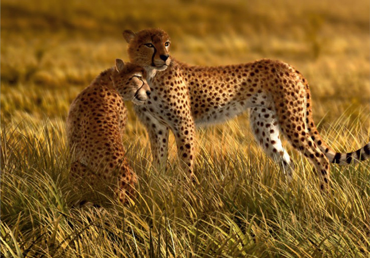 Wall mural wallpaper nature wilderness animals cheetah safari photo 360 ...
